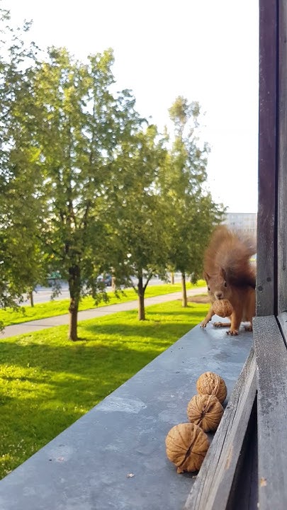 Funny squirrel 23 #shorts - YouTube