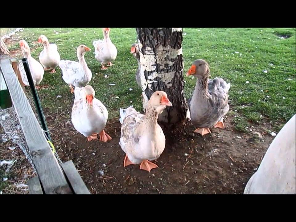 Buff Dewlap Toulouse Geese feeding time - YouTube
