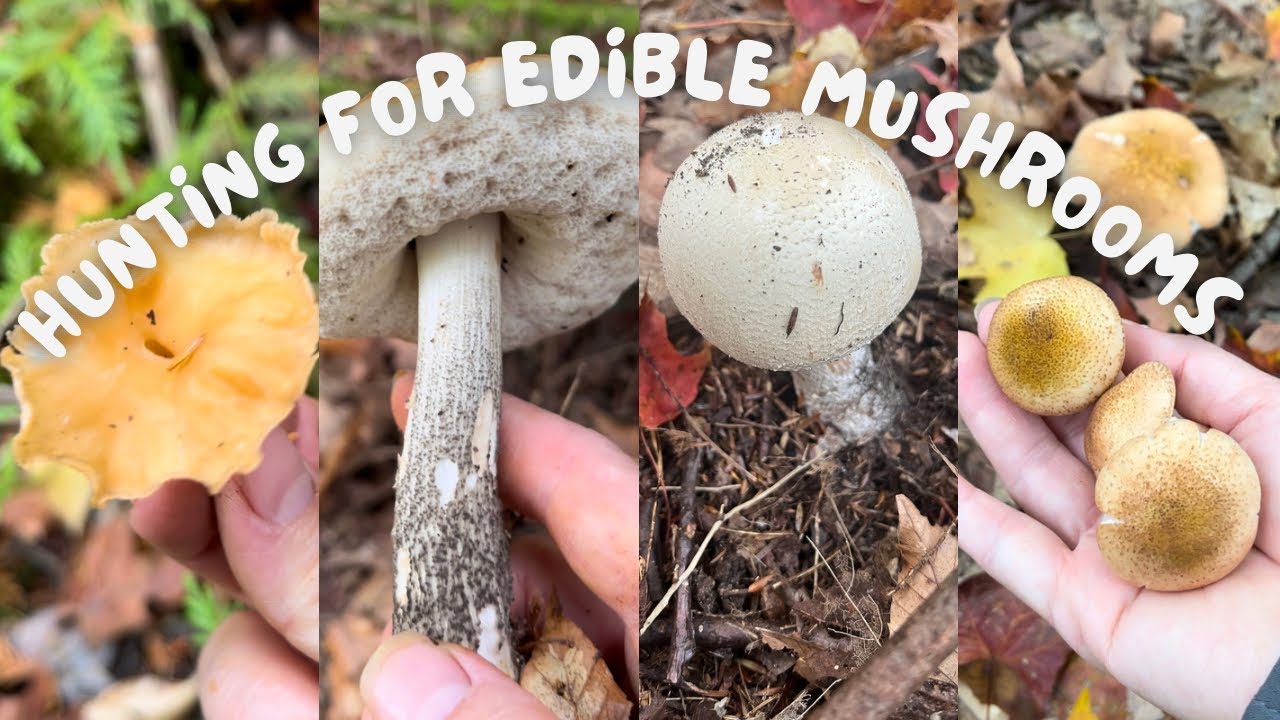 Hunting for edible mushrooms in Ontario Late Fall 2023 | FullHappyBelly ...