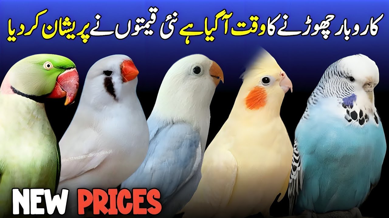 birds lastest price update | love birds price 2025 | ringneck price ...