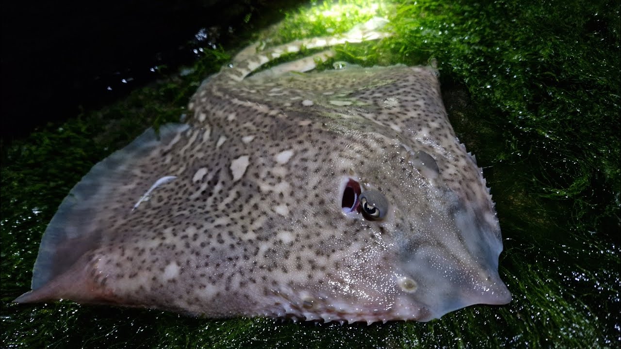 Bass Fishing under the Moon Anglesey UK #seafishing #bassfishing # ...