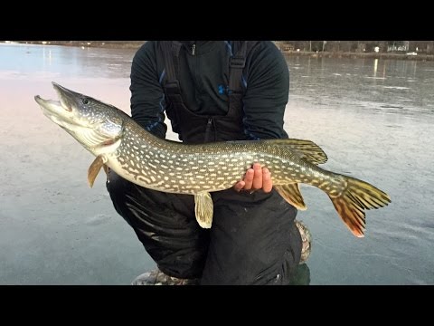 GIANT PIKE THROUGH THE ICE!!! Ice Fishing with a Zen Master - YouTube