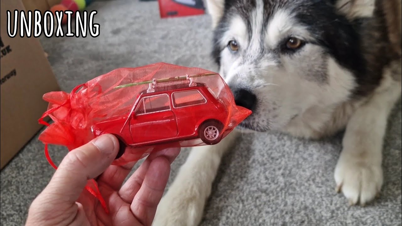 Lucky Husky Sherpa Unboxing His Mail - YouTube