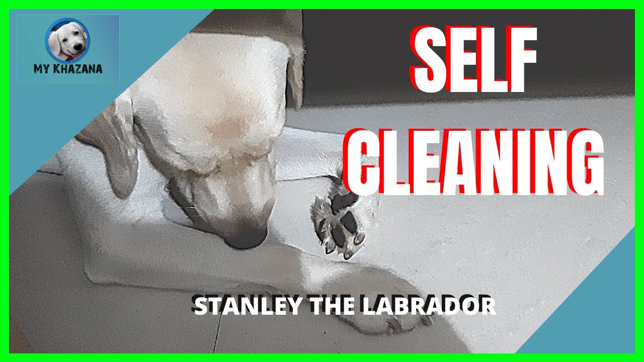 Dog Cleaning Himself | Self Grooming | Labrador Dog - YouTube