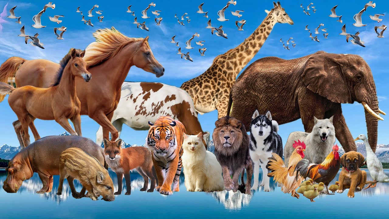 PURE SOUNDS OF ANIMALS IN NATURE: KITTEN, PUPPY, CAT, DOG, COW, SHEEP ...