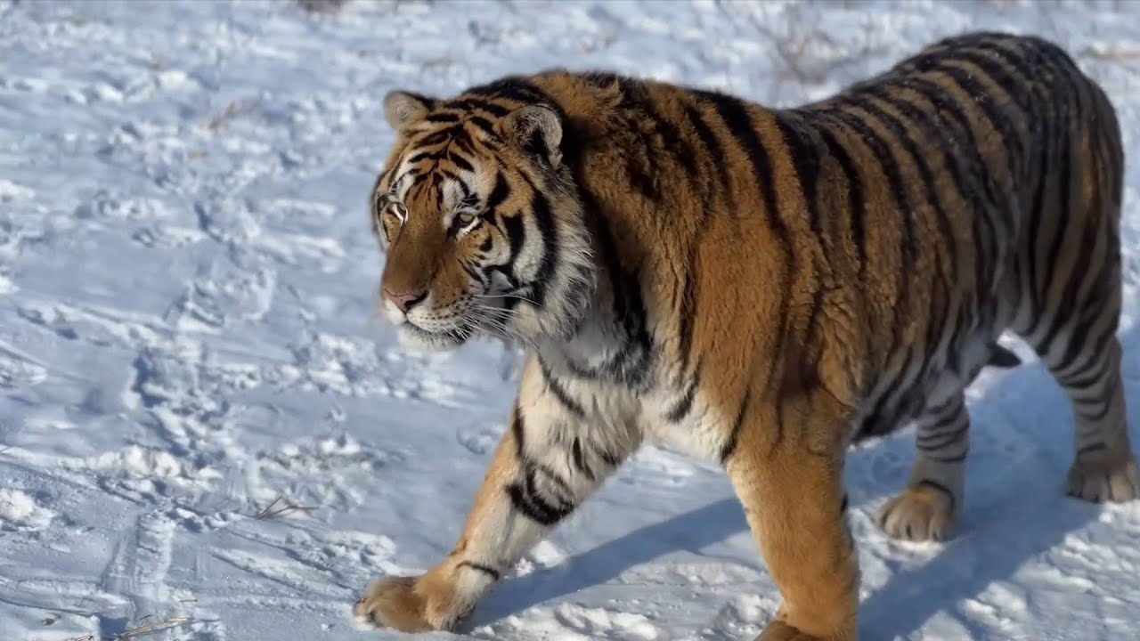 GLOBALink | Wild Siberian tigers' population in China largely increases ...