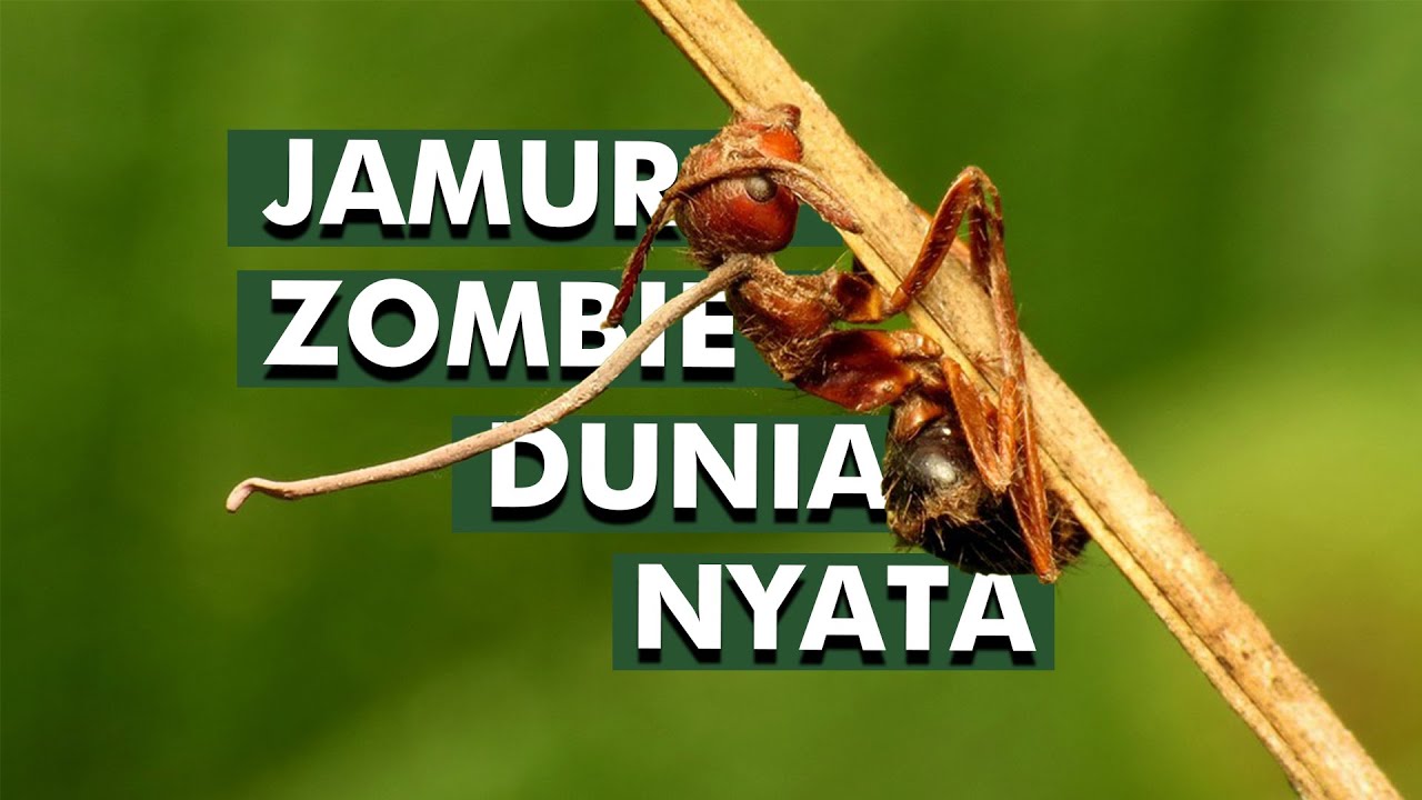 Jamur Ini Dapat Mengendalikan Semut | Jamur Zombie Ophiocordyceps ...