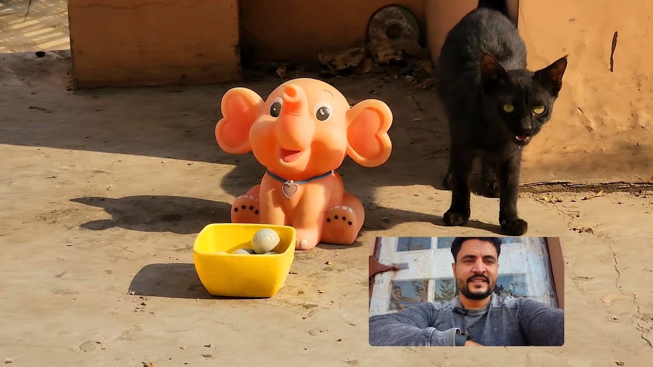 ਰੈਂਬੋ ਆਂਡਿਆਂ ਦੀ ਜਰਦੀ ਬੜੇ ਚਾਅ ਨਾਲ ਖਾਂਦਾ ਪਰ ਅੱਜ | Rambo cat ਬਲੋਗ | Nav ...