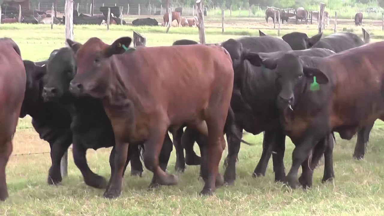 J&J Cattle Co-Black Beefmaster and Beefmaster Cross Heifers - YouTube