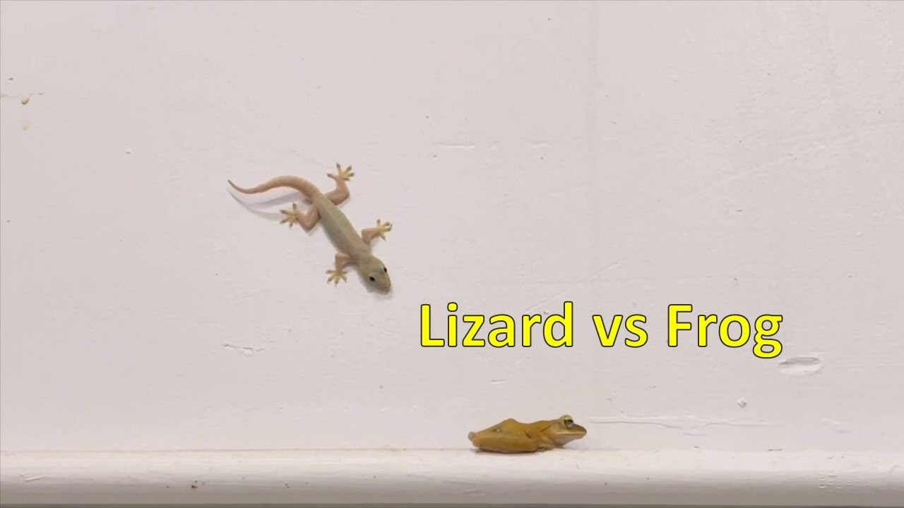 Lizard vs Frog - YouTube
