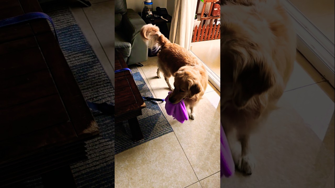 Dog & The Bone? Nah... Hooman & The Blankie - YouTube