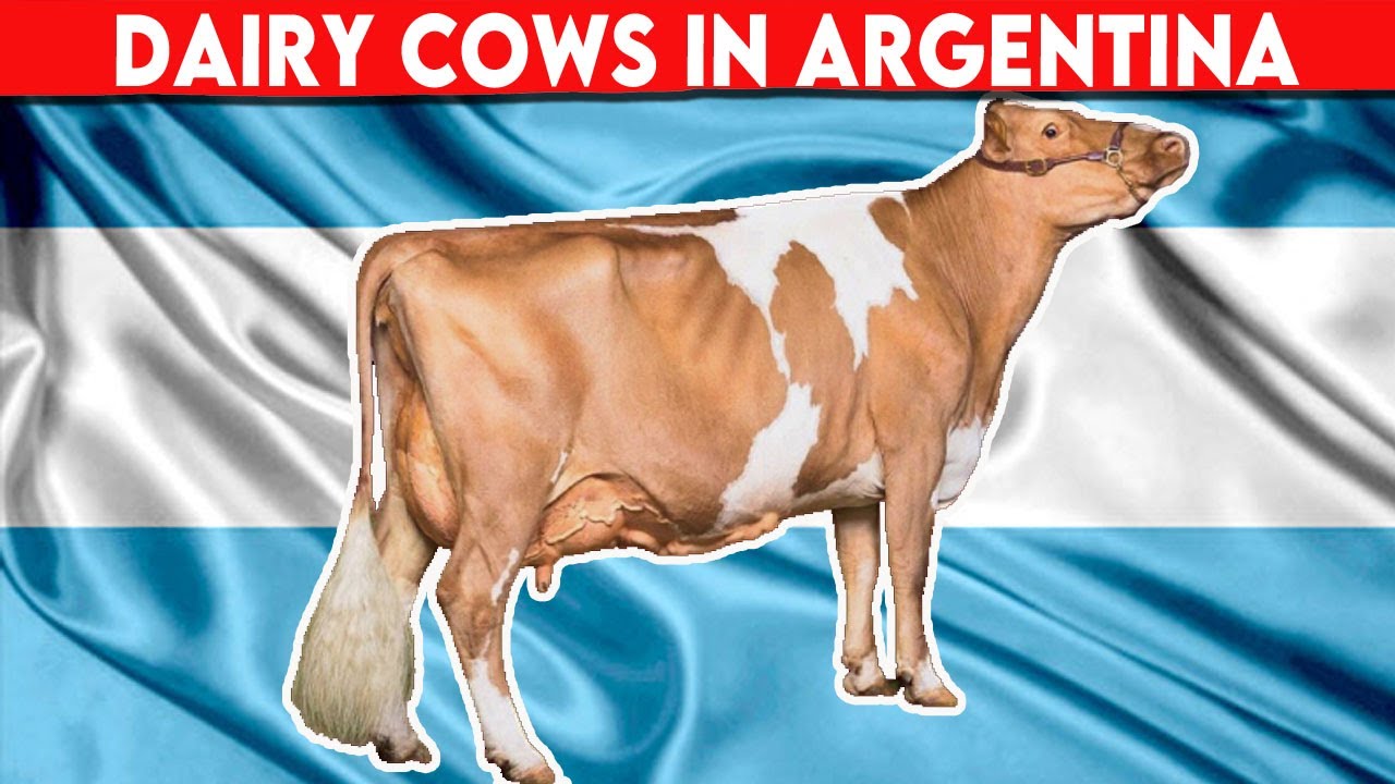 ⭕ DAIRY COWS IN ARGENTINA Dairy Cows - YouTube