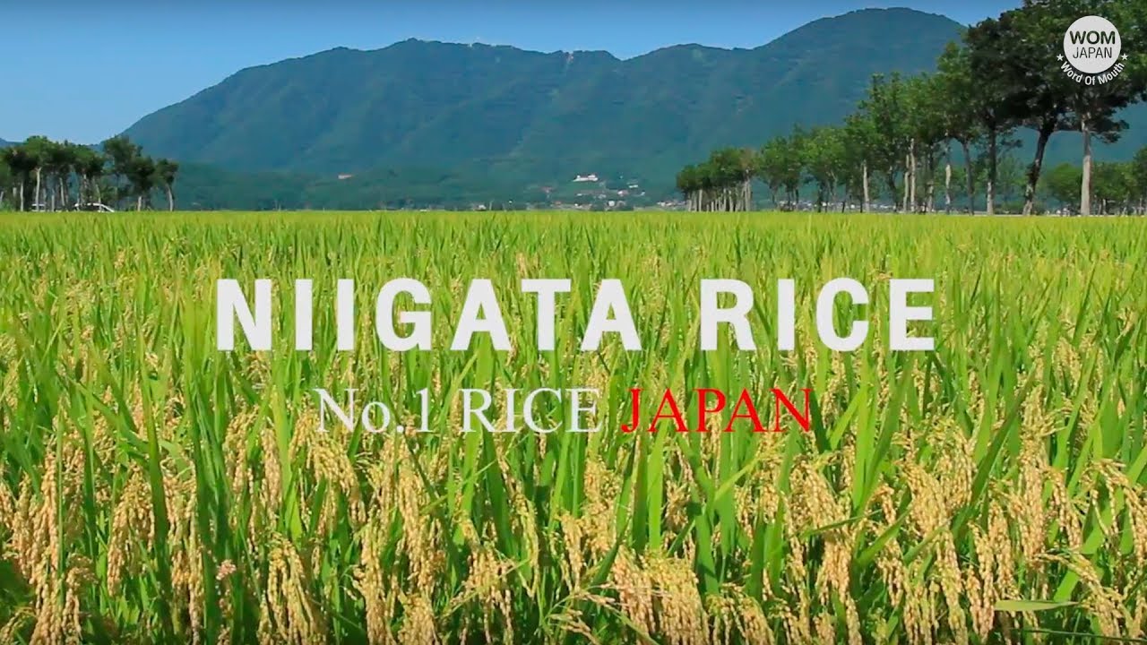 Niigata Rice - No.1 Rice in Japan - YouTube