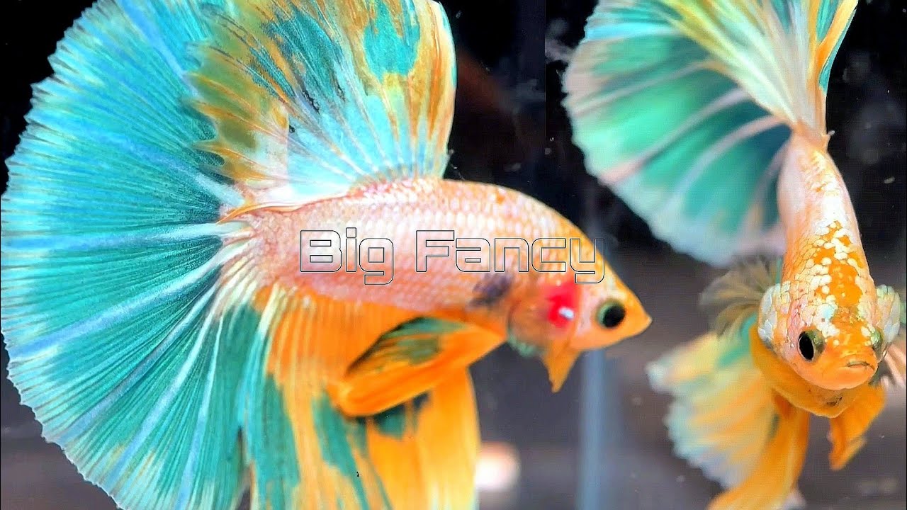 54"Most Beautiful Betta Fish: Stunning Betta Fish Tanks - YouTube