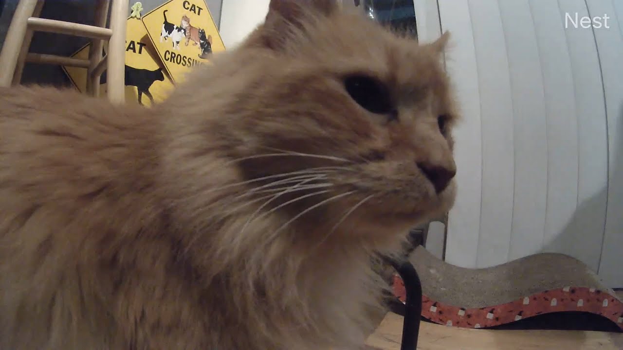 This funny feral cat sure does love sleeping in the oddest of places ...