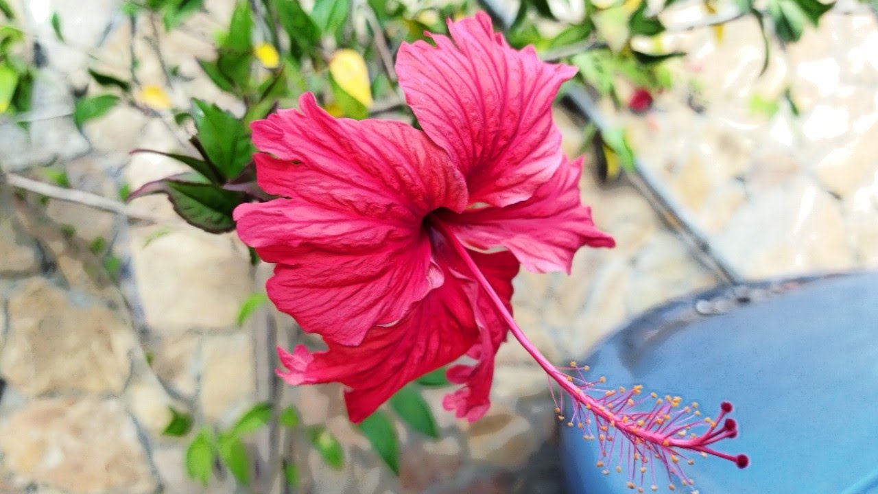 Infusion de Cayena para Dormir - YouTube