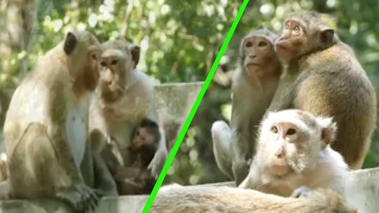 OMG! Family Monkey Enjoy Life In Forest | Cute Active Monkey Video ...