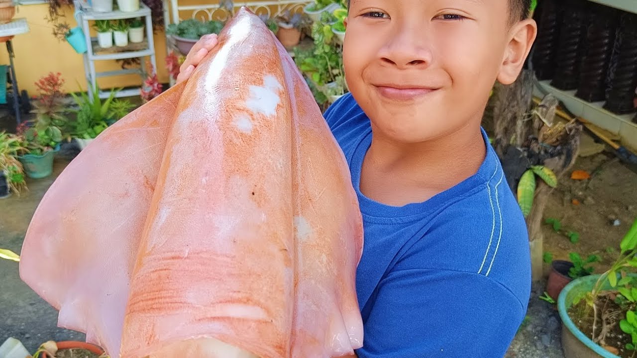GIANT SQUID ng Donsol Sorsogon - YouTube