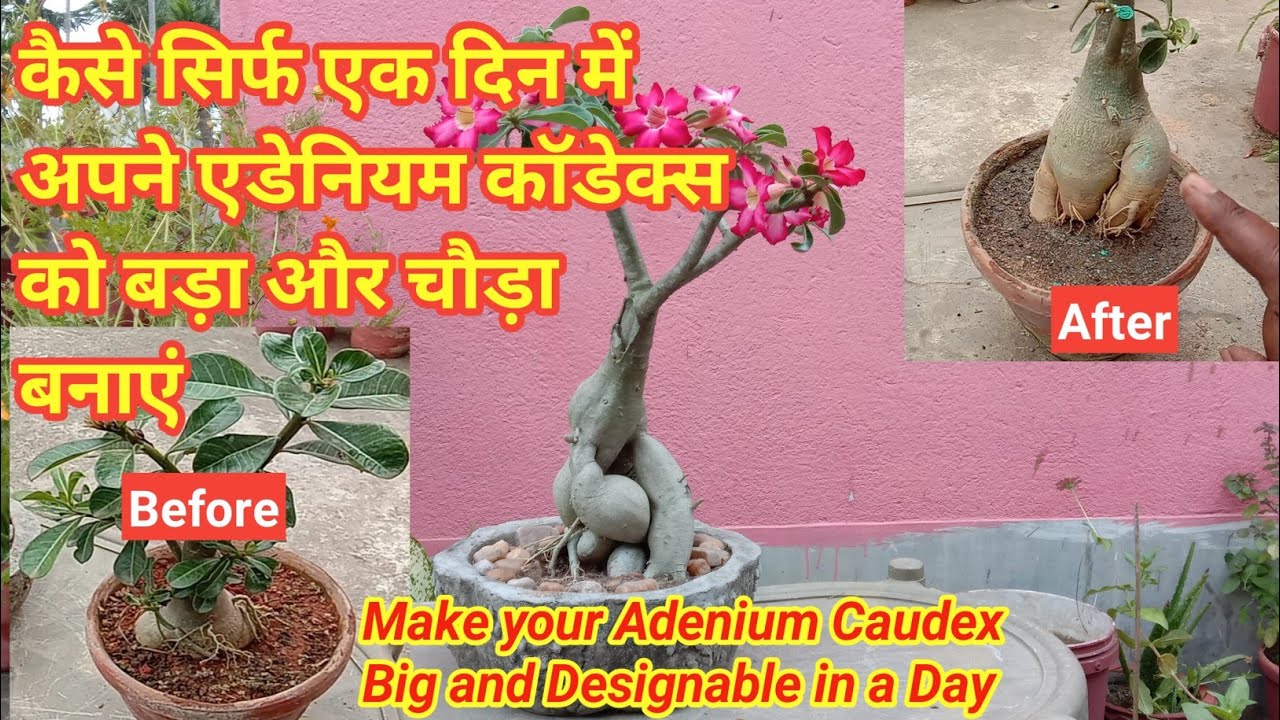 Adenium plants Caudex/grow adenium caudex Big and Designable in a day ...
