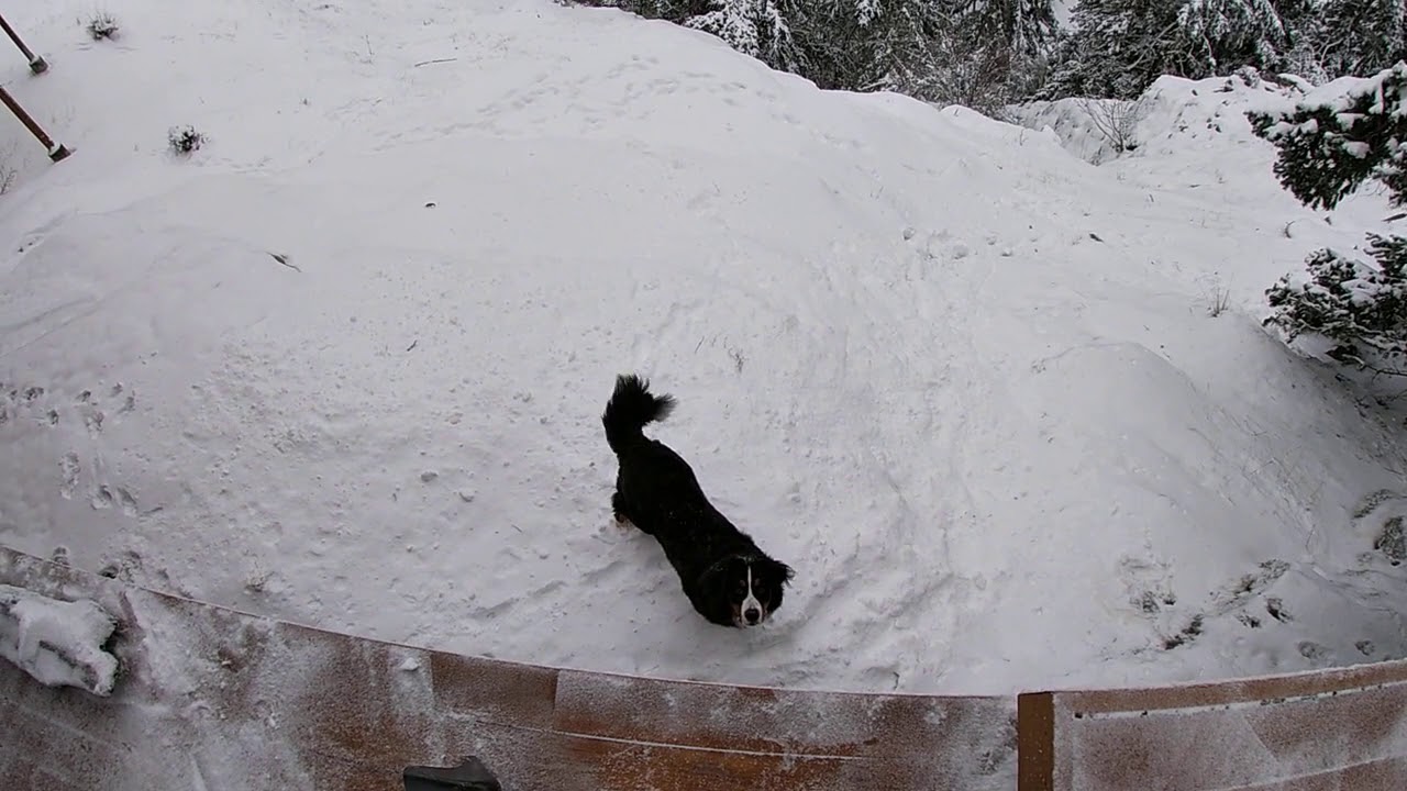 Django's Winter Wonderland - YouTube