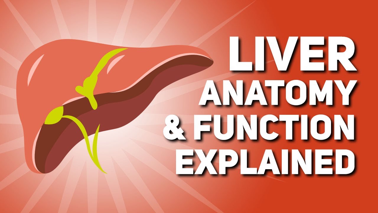 Basic Anatomy of the Liver Lecture Review - YouTube
