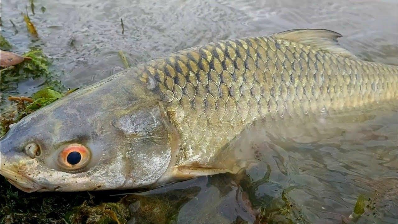 Hyderabad village fishing,rahu fish catching.HD 2019 - YouTube