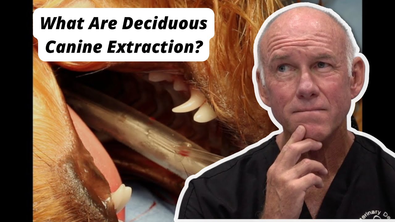 When should deciduous canines be extracted in dogs? - YouTube