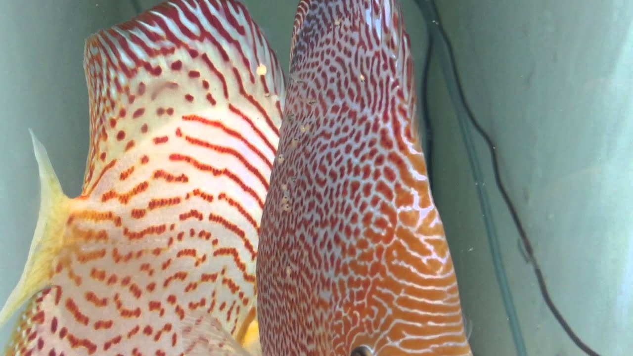 Two day old Discus Fry - YouTube