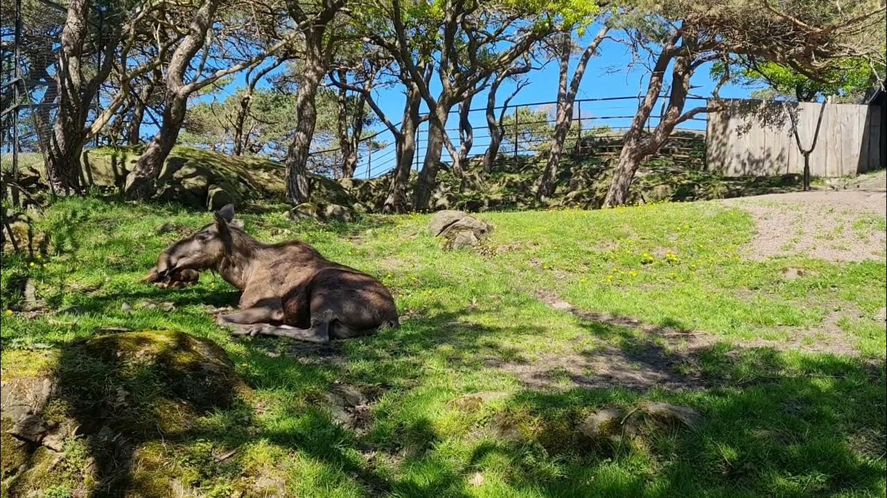 Slottsskogen Göteborg 12.05.2024 - YouTube