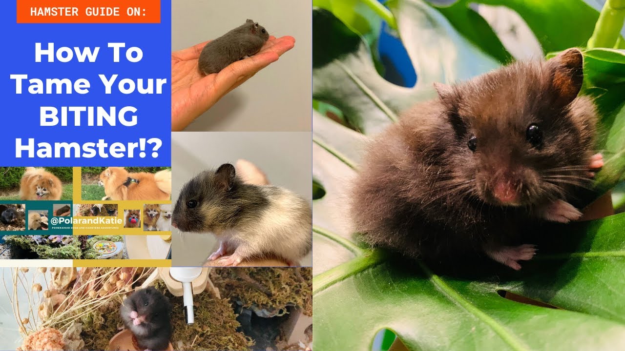 Does Your Hamster Bite? Here’s How To Tame Your BITING Hamsters! - YouTube