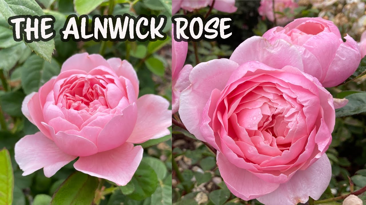 David Austin Rose The Alnwick Rose🌹 - YouTube