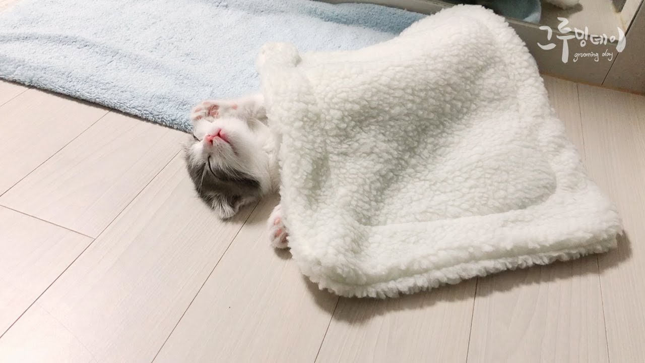 Cat And Blanket YouTube cat-and-blanket-youtube