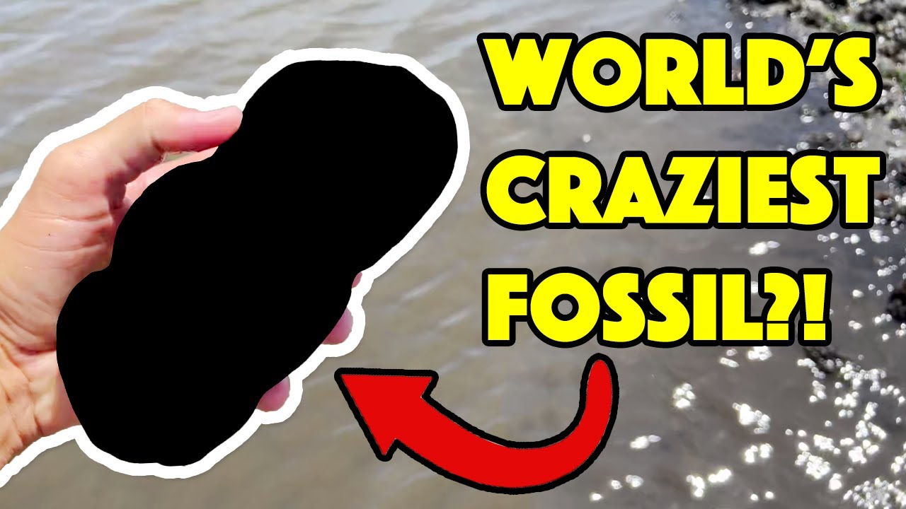 Did We Just Find The WORLD'S CRAZIEST FOSSIL?! (How did it even ...