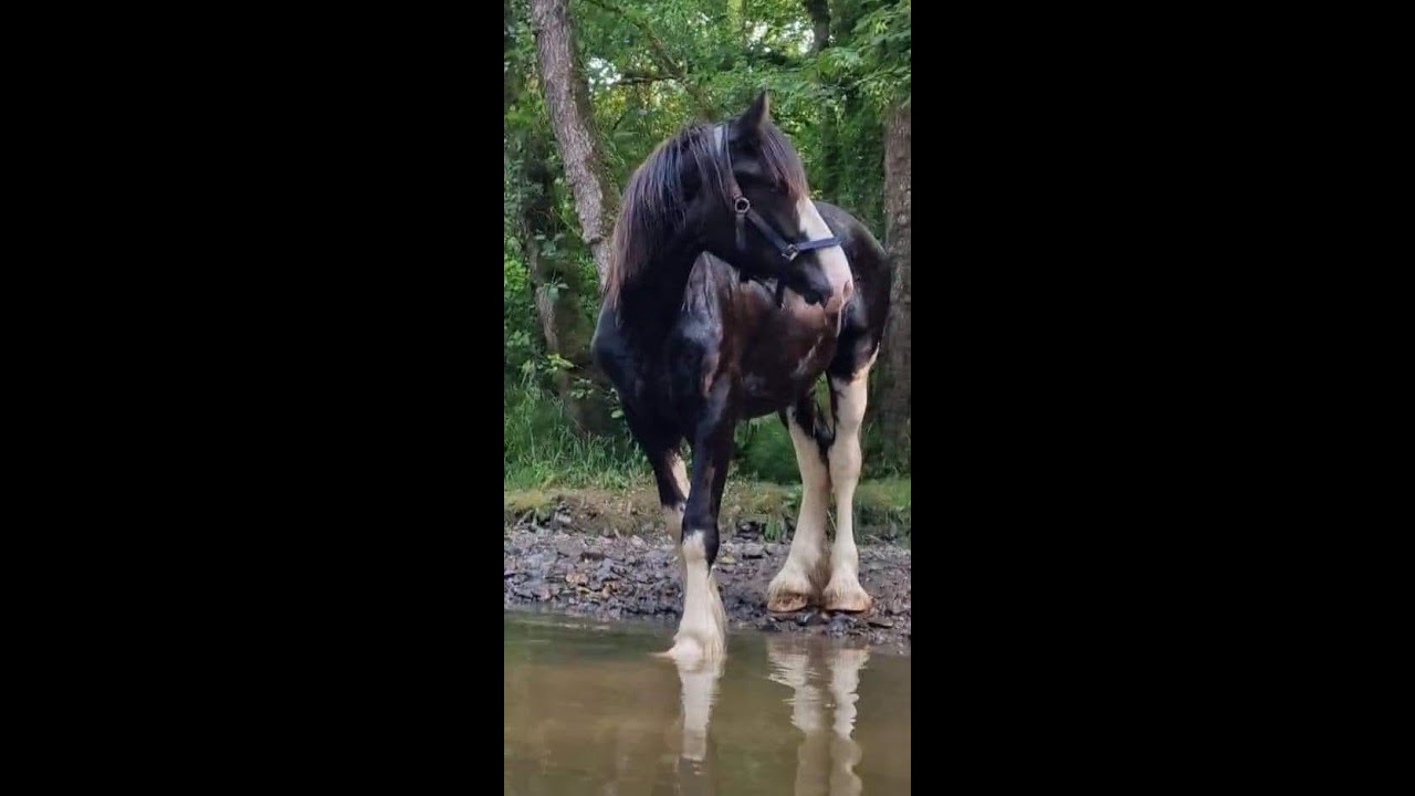 For Sale Registered Shire Colt - Hideaway Black Onyx "Duke" - YouTube