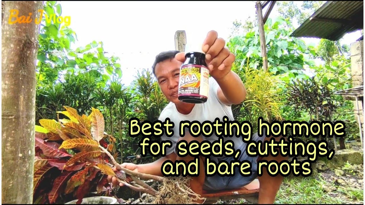 ANAA|| Best rooting hormone for bare roots, cuttings, seeds, etc ...