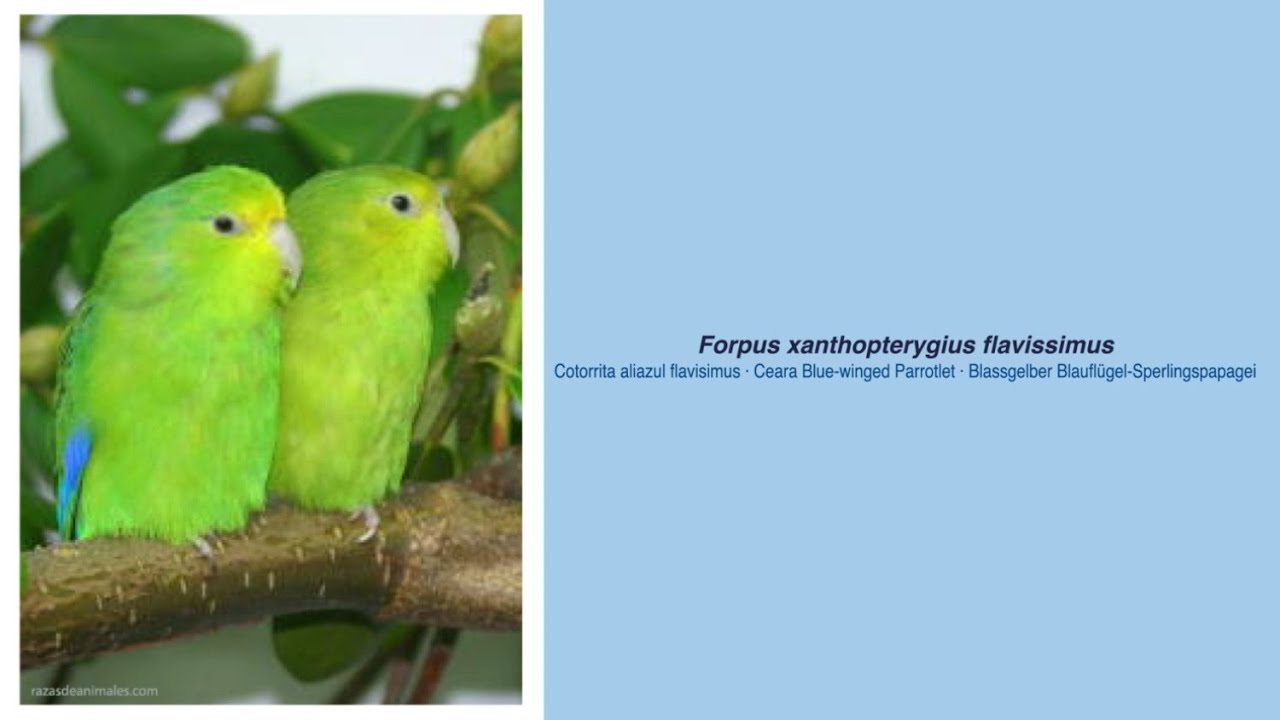 Video Encyclopedia of Parrot Species - #254 Forpus xanthopterygius ...