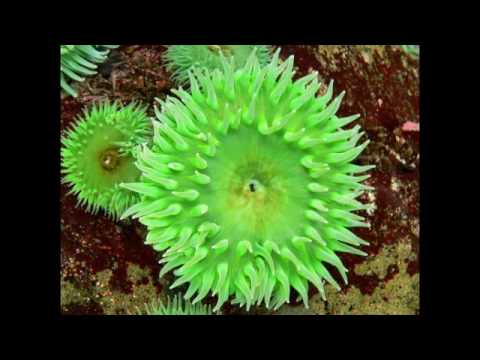 Zoochlorella - YouTube