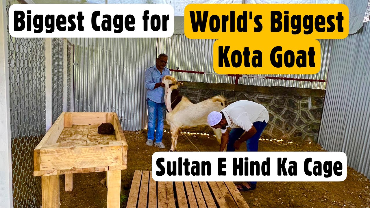 India’s Biggest Goat Cage For World’s Biggest Kota Sultan E Hind at AK ...