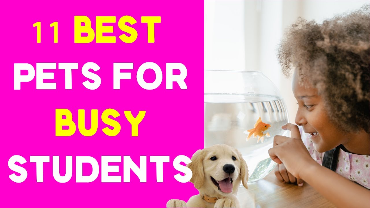 11 Best Pets for Busy College Students | Low Maintenance - YouTube