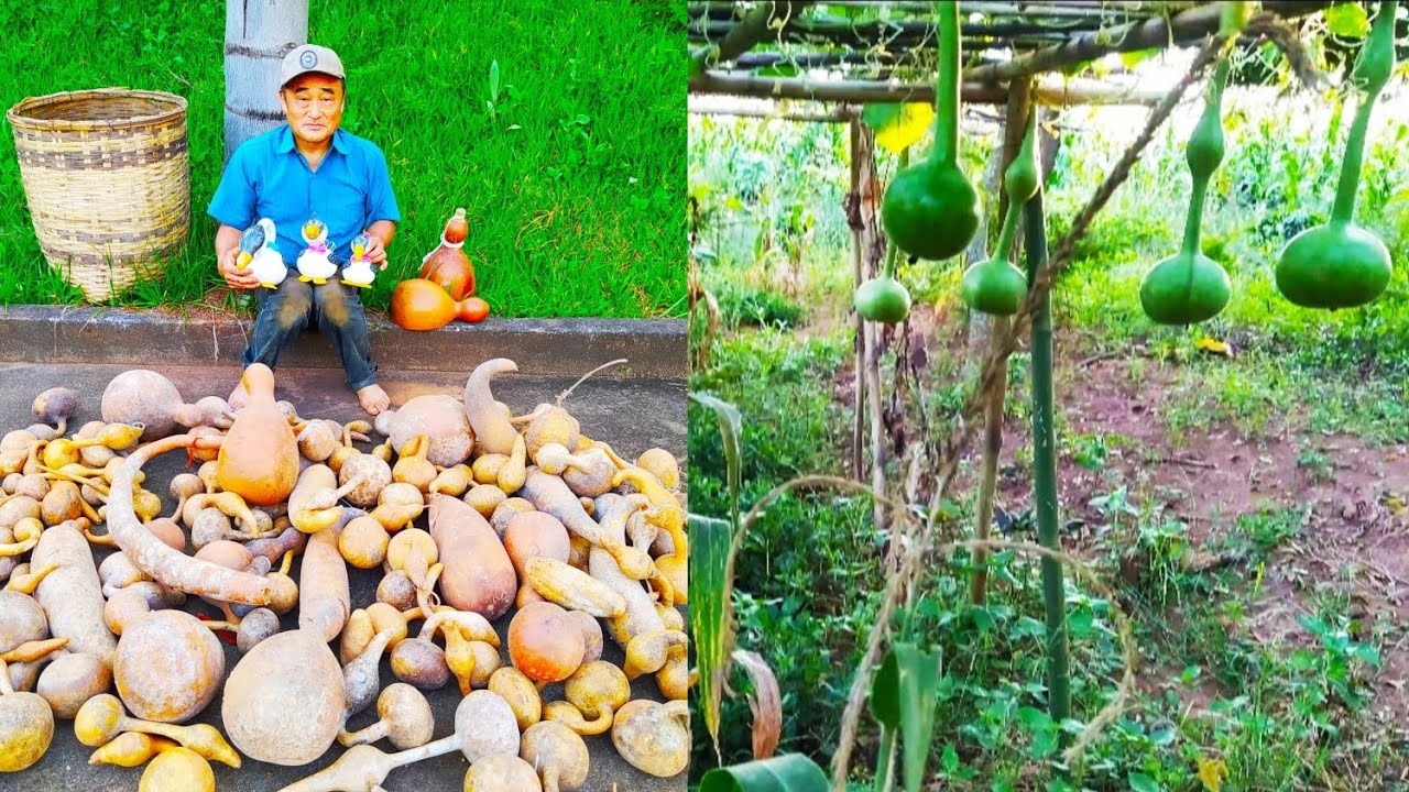 Nossa plantação de porongo/cabaça #agriculture #roça #sitio #plants # ...