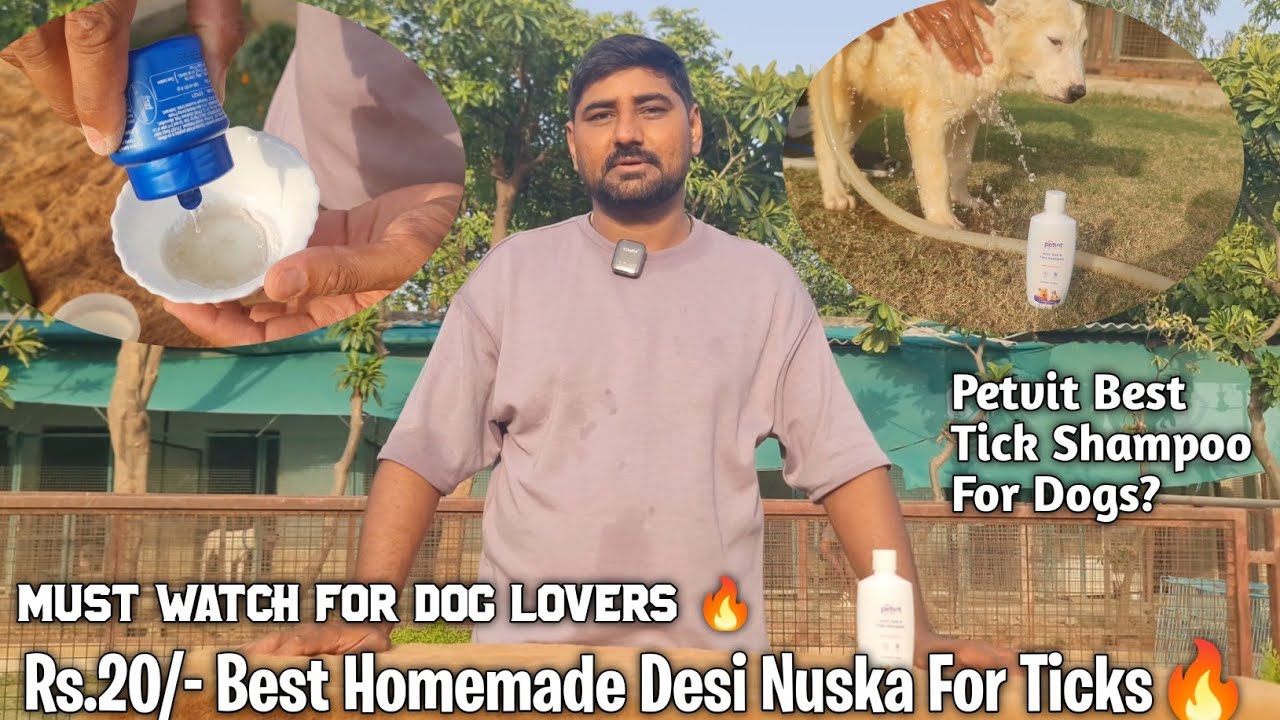 Rs.20/- Best Homemade Tick Remedy | Best Tick Shampoo Petvit | Tick ...