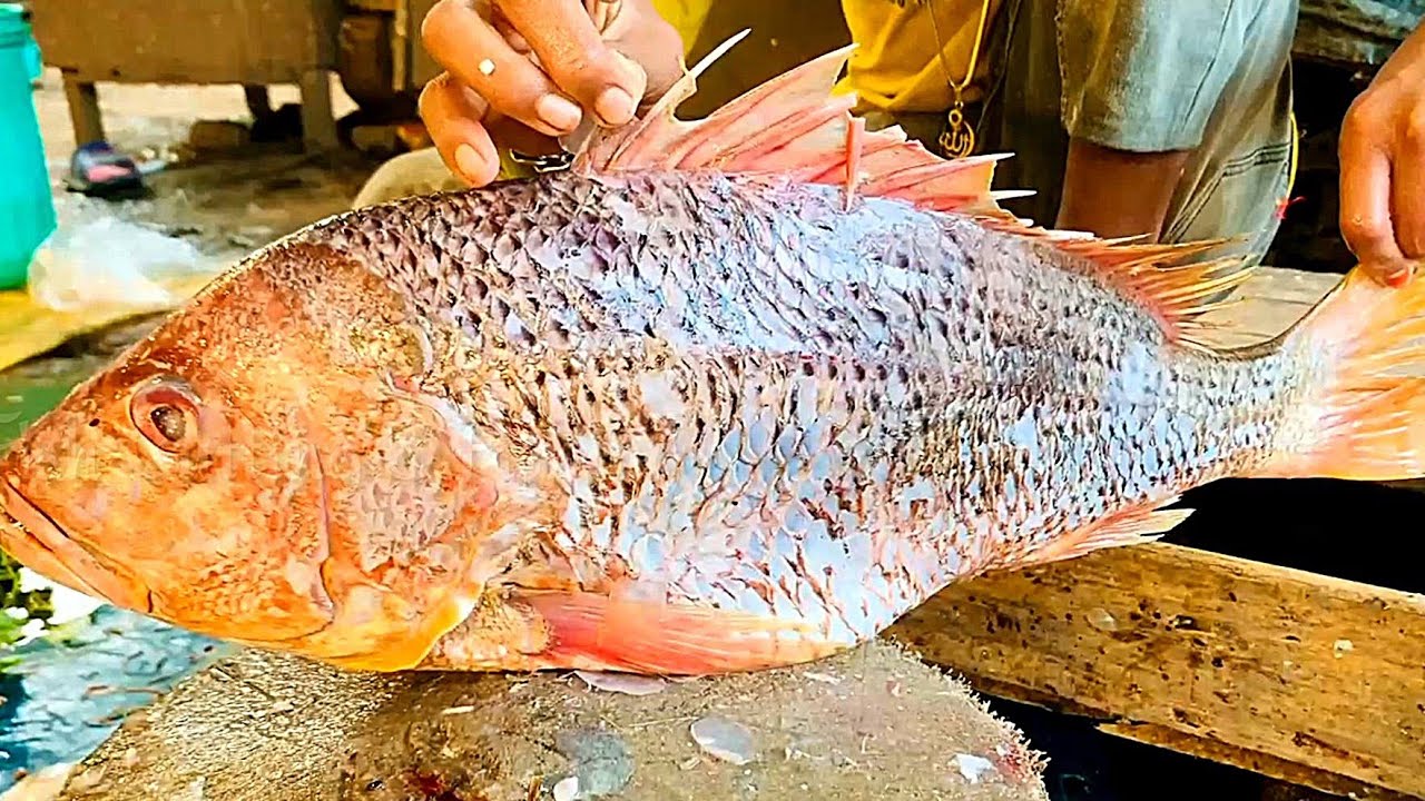 Expensive Giant Red Snapper Fish Cutting Skills | Big Red Snapper Fish ...