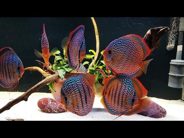 Red Turquoise Discus