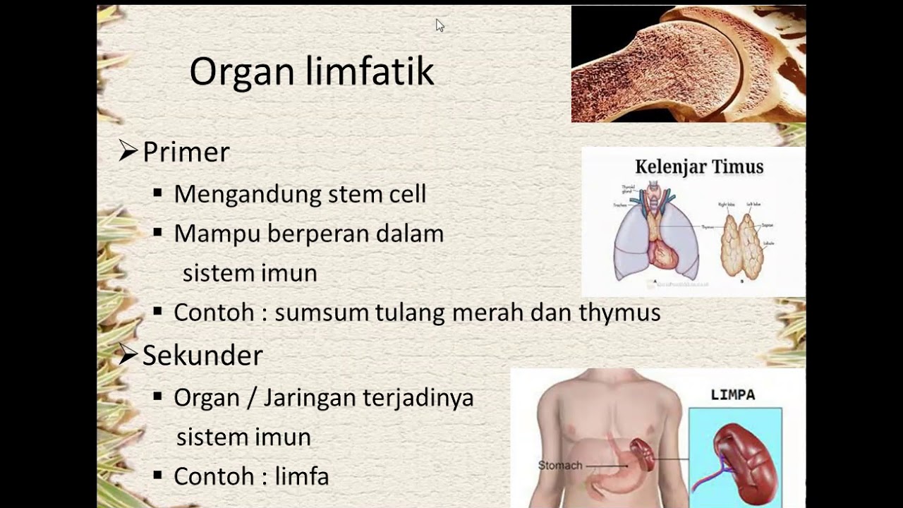 sistem limfatik - YouTube