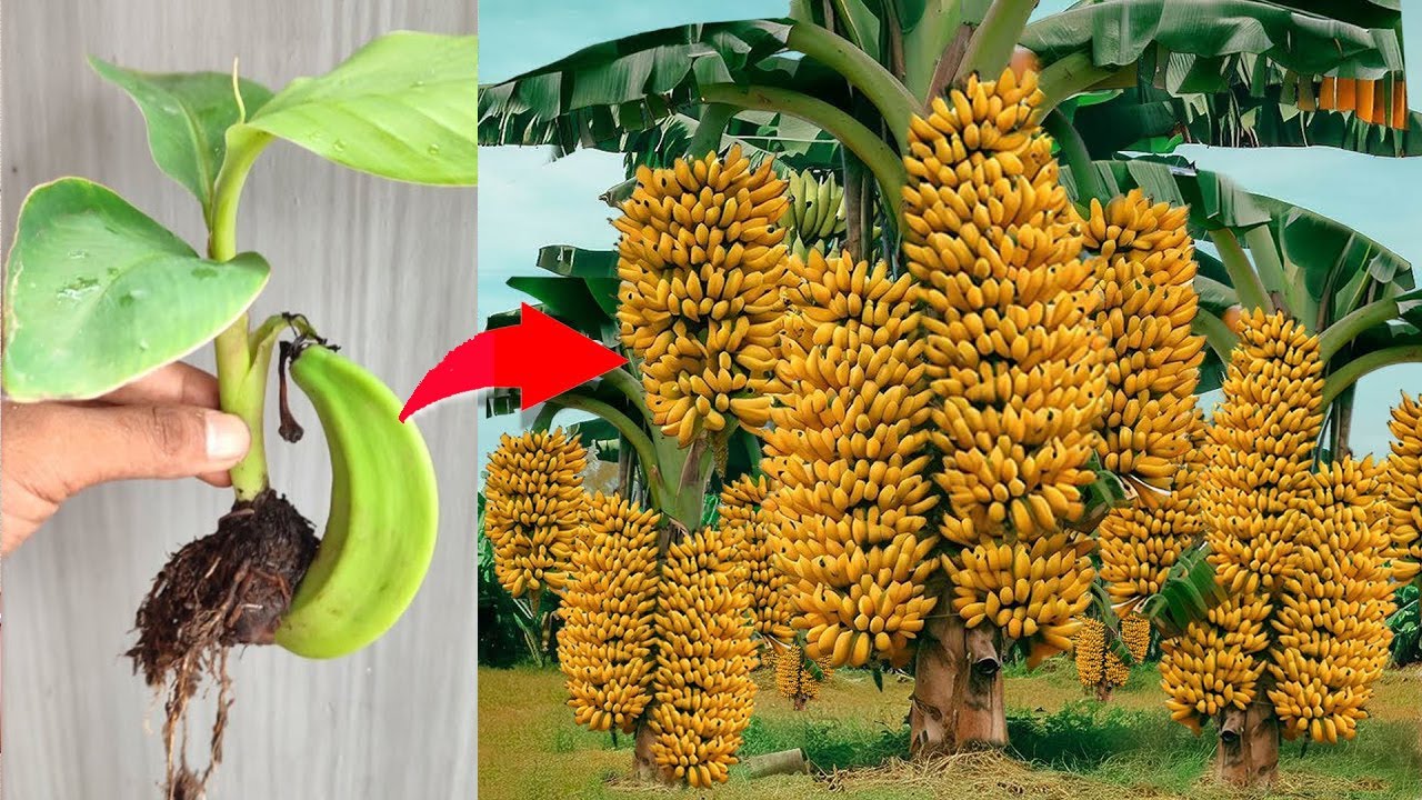 Unique Banana Pairing Technique Using Standard Bananas 100% Success ...