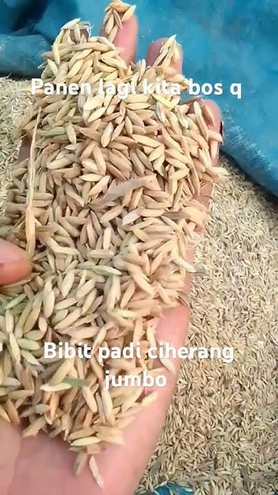 bibit padi Ciherang jumbo bikin petani untung banyak☺️☺️☺️ - YouTube