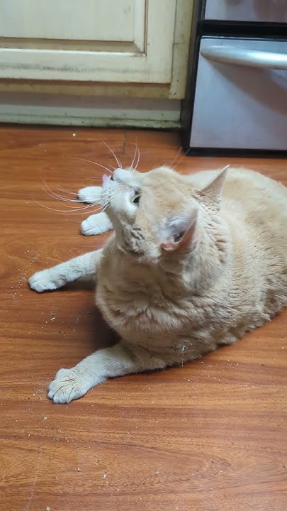 Crimson enjoying some catnip😺 #cat #cats #sillycats #sillypets - YouTube