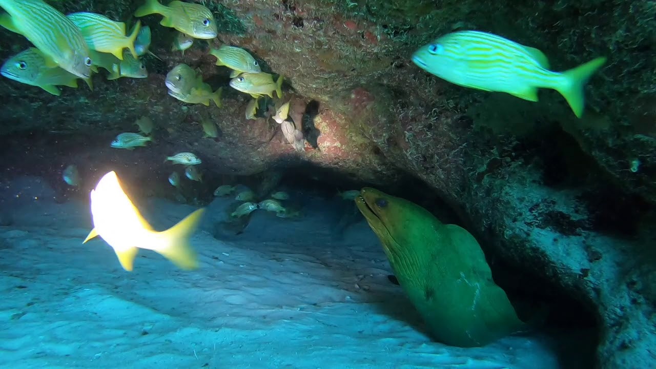 Ocean Diving in Playa del Carmen | Pluto Dive - YouTube