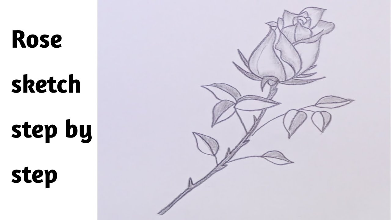 How to Draw a Rose sketch Step by Step - YouTube