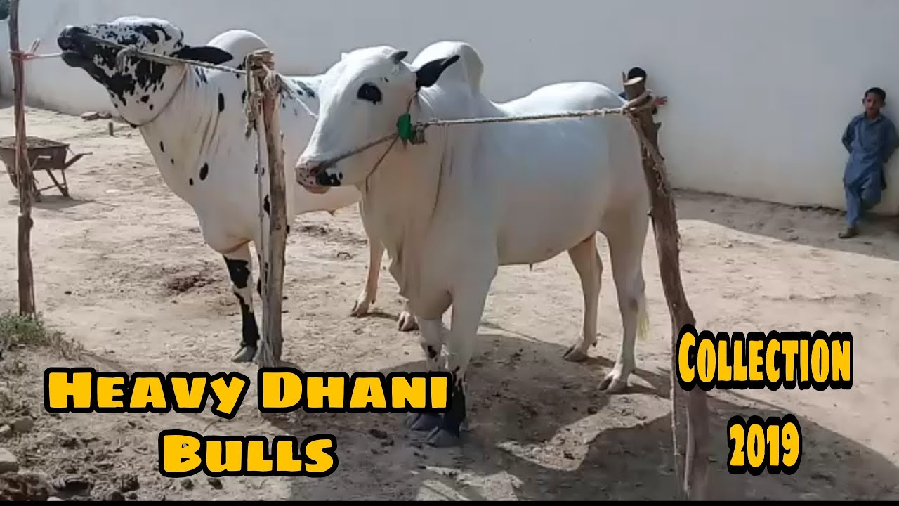 Heavy Dhani Bulls || Eid Collection 2019 || Fatehjang - YouTube